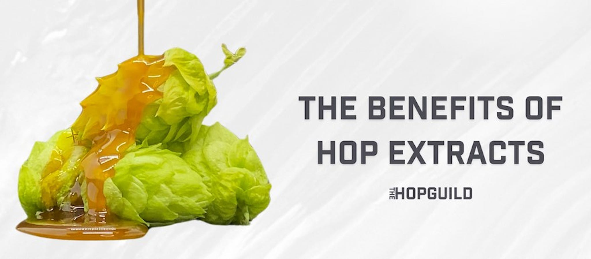 The Benefits of Hop Extracts And How To Use Them In The Brewing Process ...
